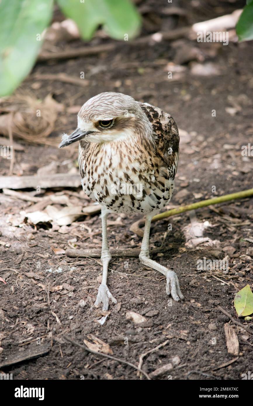 the bush stone curlew has a grey to light-brown back, marked with black ...