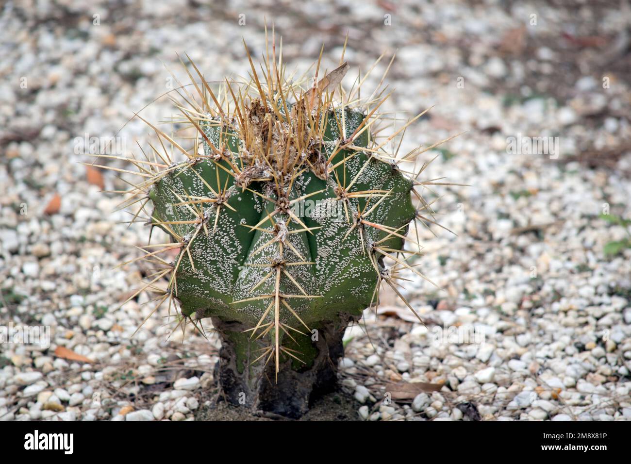 the cactus lives in dry climates and can survive without much wateer ...