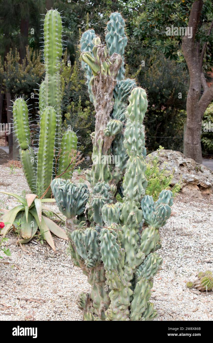Cacti can be distinguished from other succulent plants by the presence ...