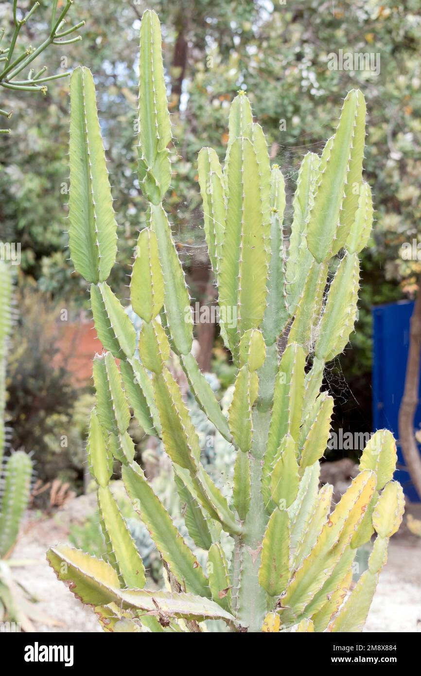 Cacti can be distinguished from other succulent plants by the presence ...