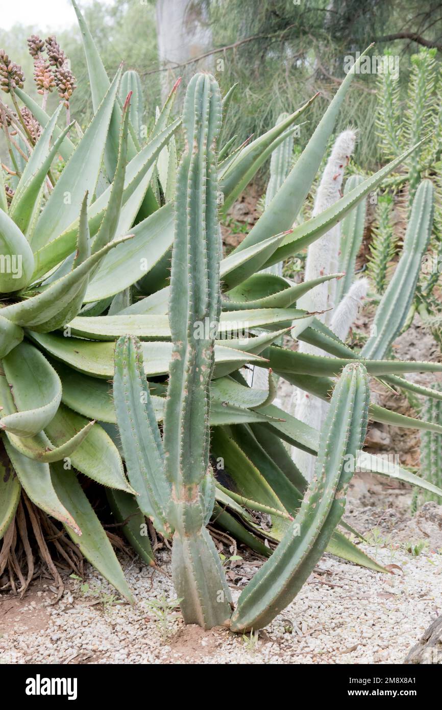 Cacti can be distinguished from other succulent plants by the presence ...