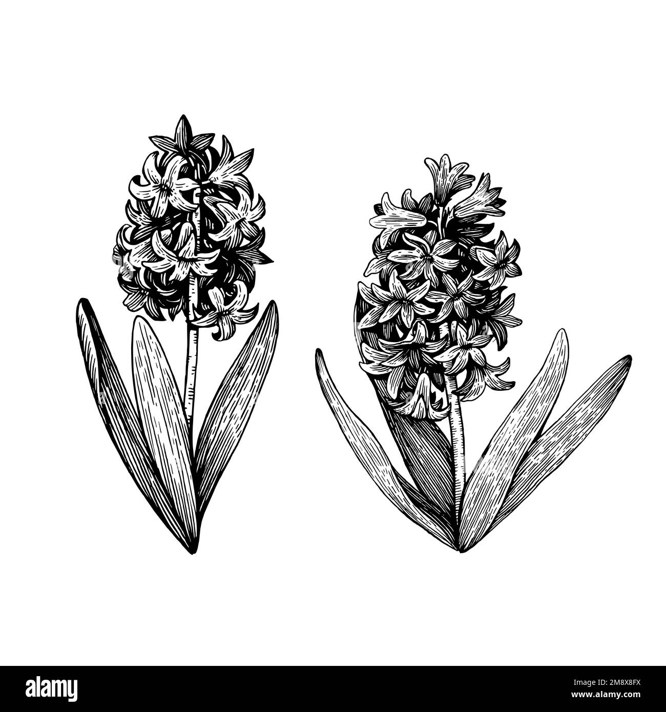 Black and white hyacinth drawing. Illustration in ink technique. Vector ...