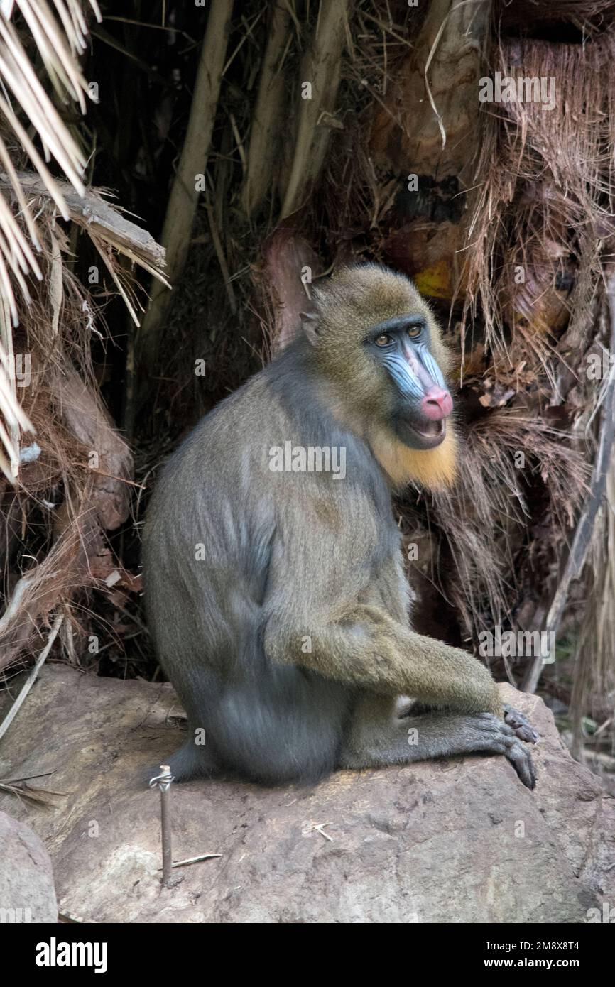 the male mandrill is sitting on the edge of a rock Stock Photo - Alamy
