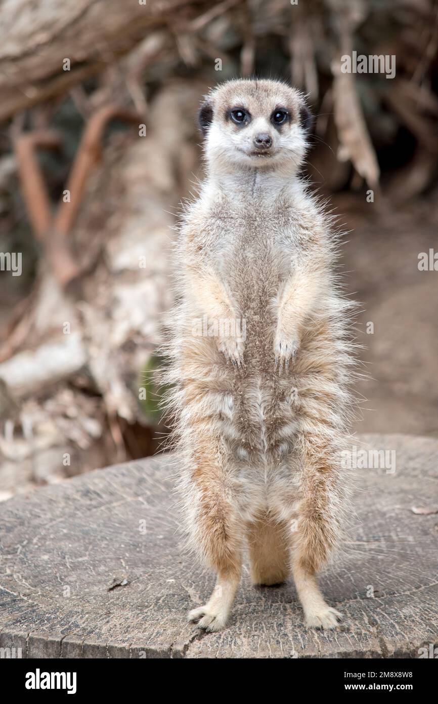 the meer kat is standing guard against any animal that might attack ...