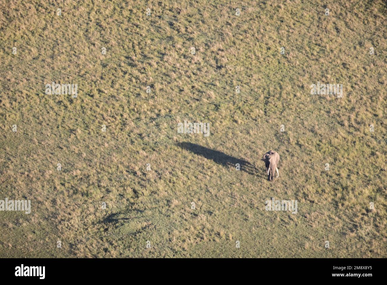 Africa elephants aerial hi-res stock photography and images - Alamy