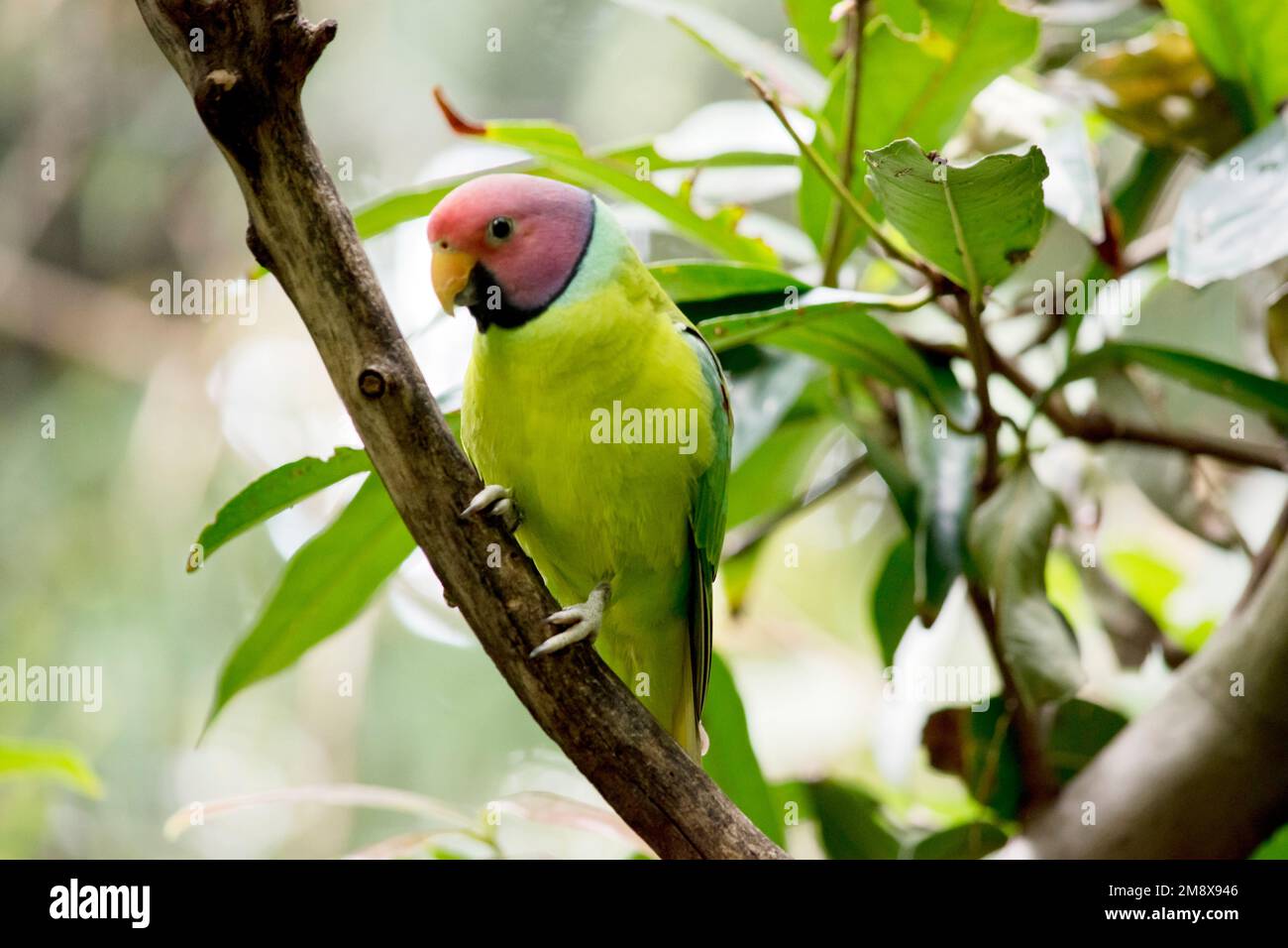 The plum-headed parakeet is a mainly green parrot, 33 cm long with a ...