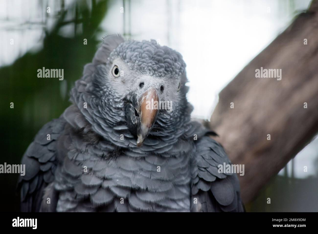the African grey parrot has a large cream bill and white mask enclosing ...