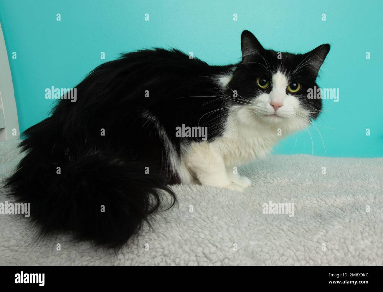 cute black and white fluffy cat with yellow lying down Stock Photo - Alamy