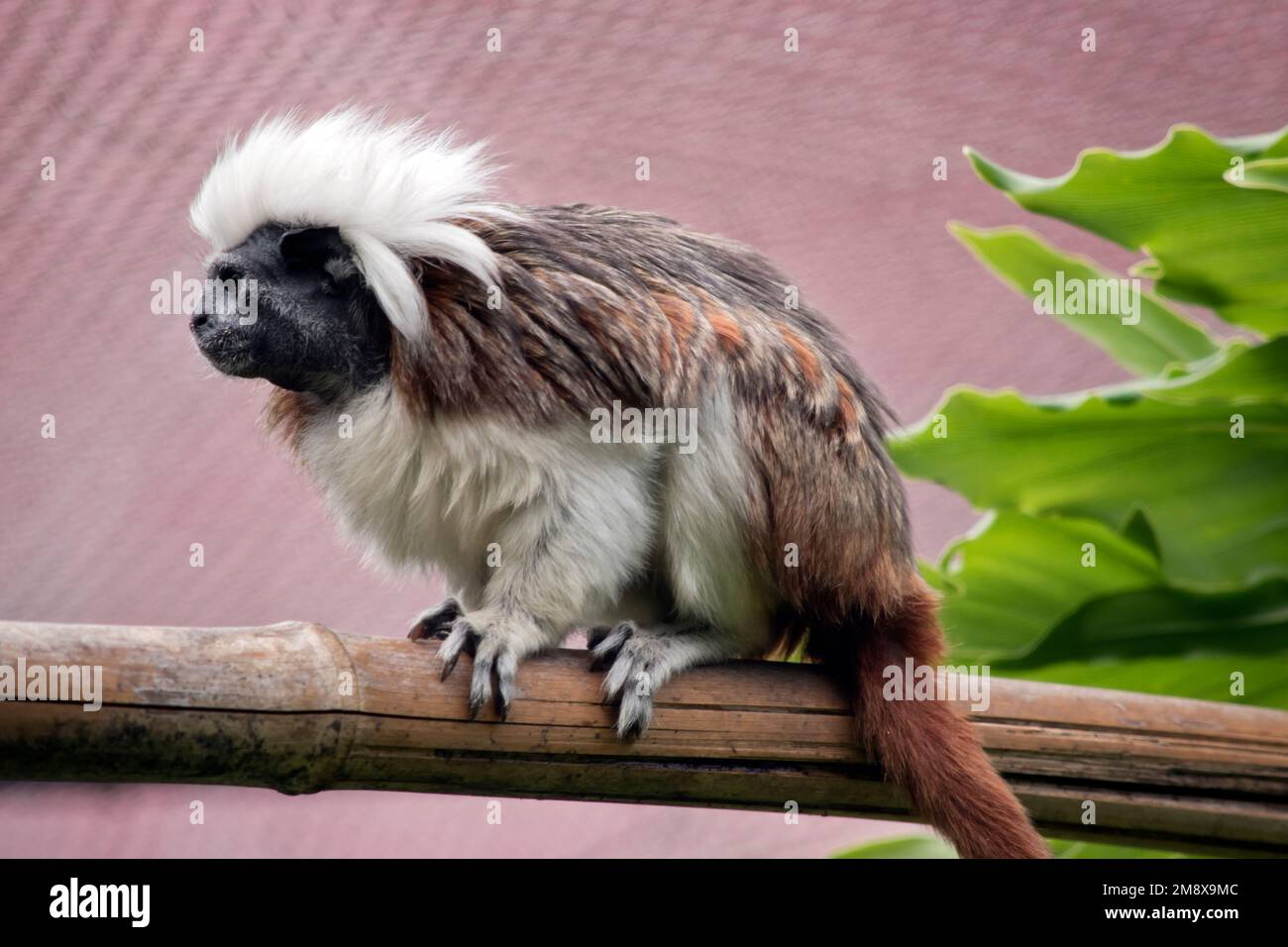 the cotton-top tamarin is easily recognized by the long, white sagittal ...