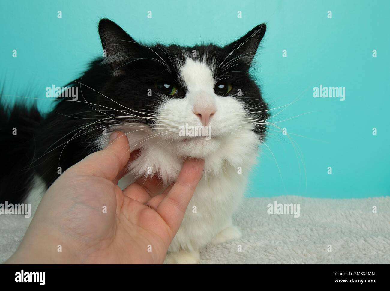 cute black and white fluffy cat with yellow being petted Stock Photo ...