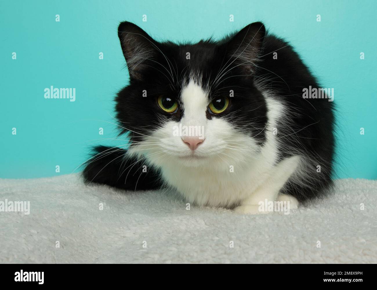 cute black and white fluffy cat with yellow eyes portrait Stock Photo ...