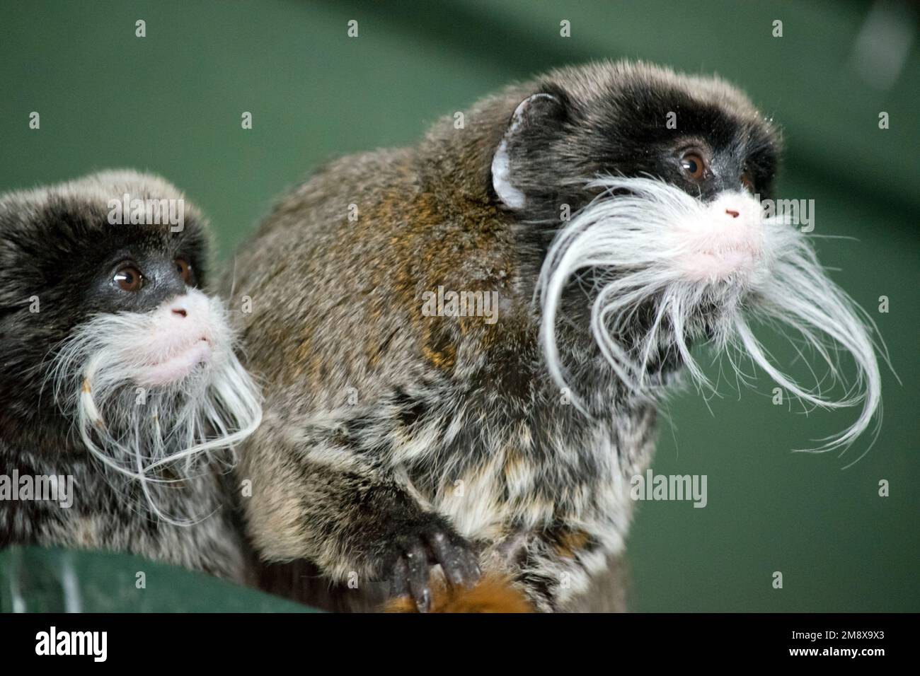 the emperor tamarin have white moustaches with a light brown body and ...