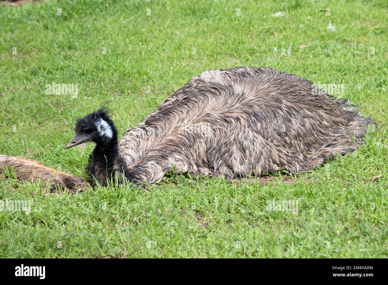 the Australian emu is resting in a field Stock Photo - Alamy