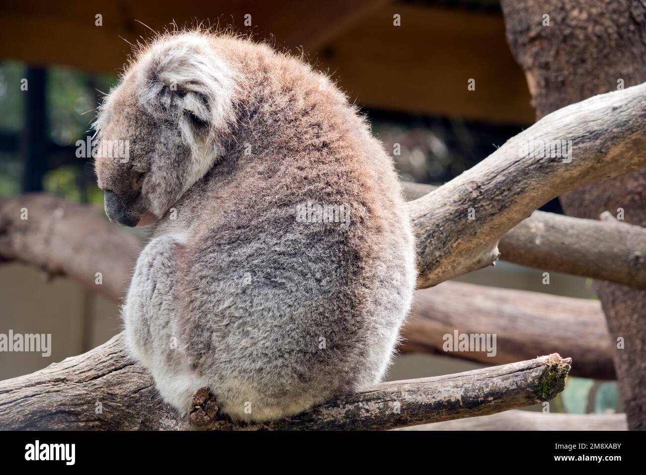 Koalas have large round head, big furry ears and big black nose. Their ...