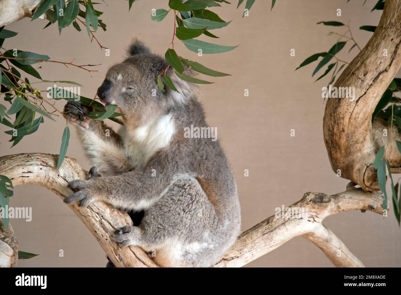 this is a side view of a koala eating leaves Stock Photo - Alamy