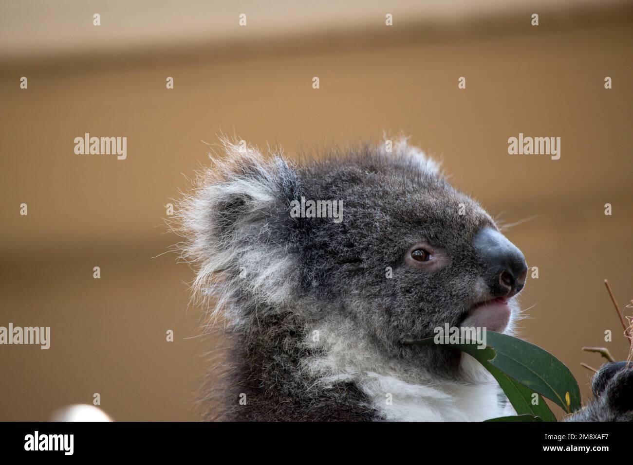 Koala bear close up big eyes hi-res stock photography and images - Alamy