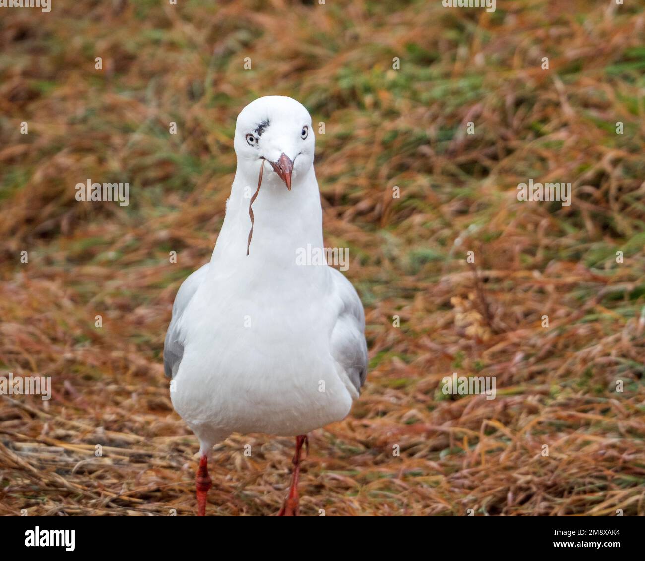 Funny Bird, Australian Silver Gull seagull with a piece of grass in its ...
