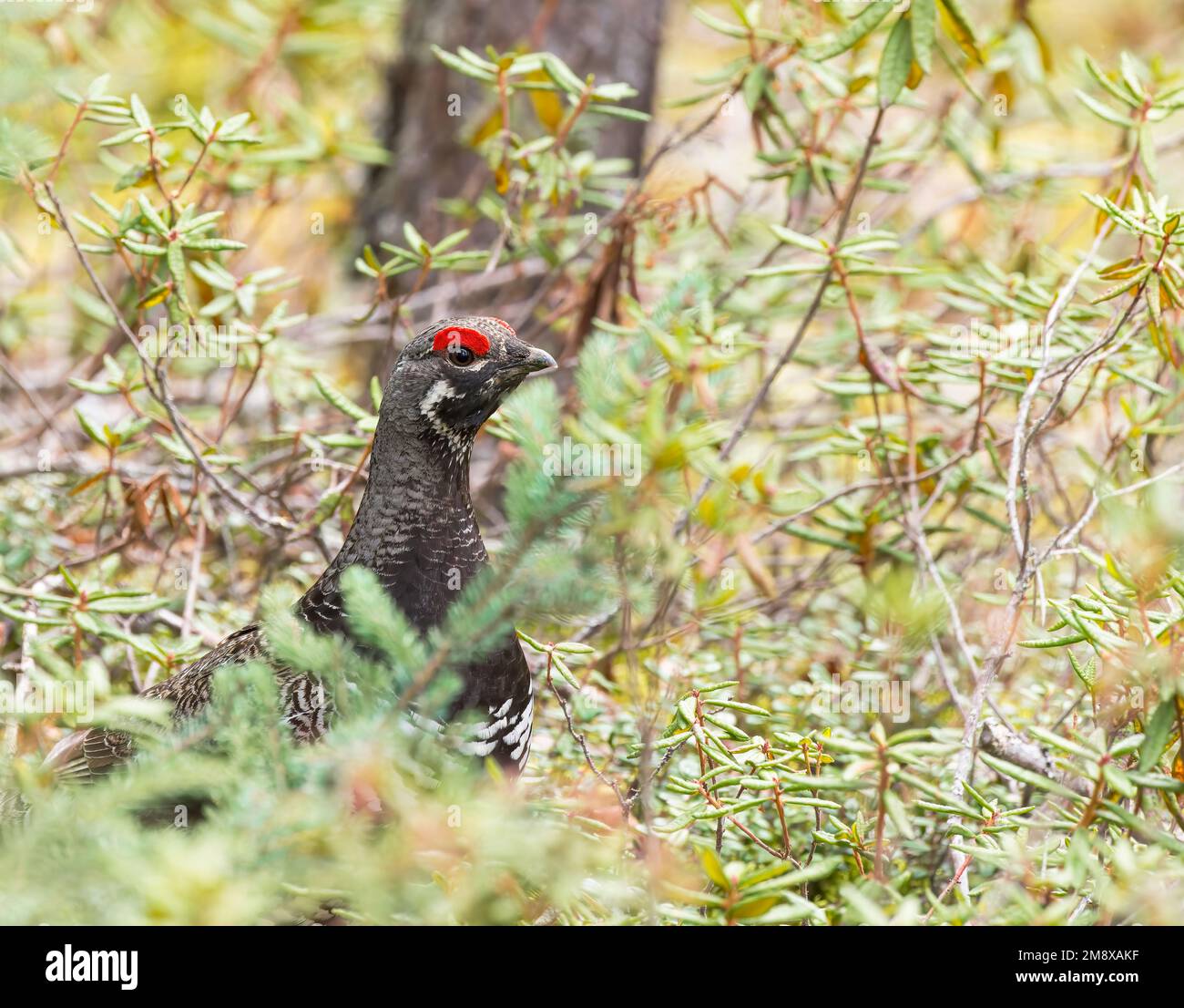 Saskatchewan bird watching hi-res stock photography and images - Alamy