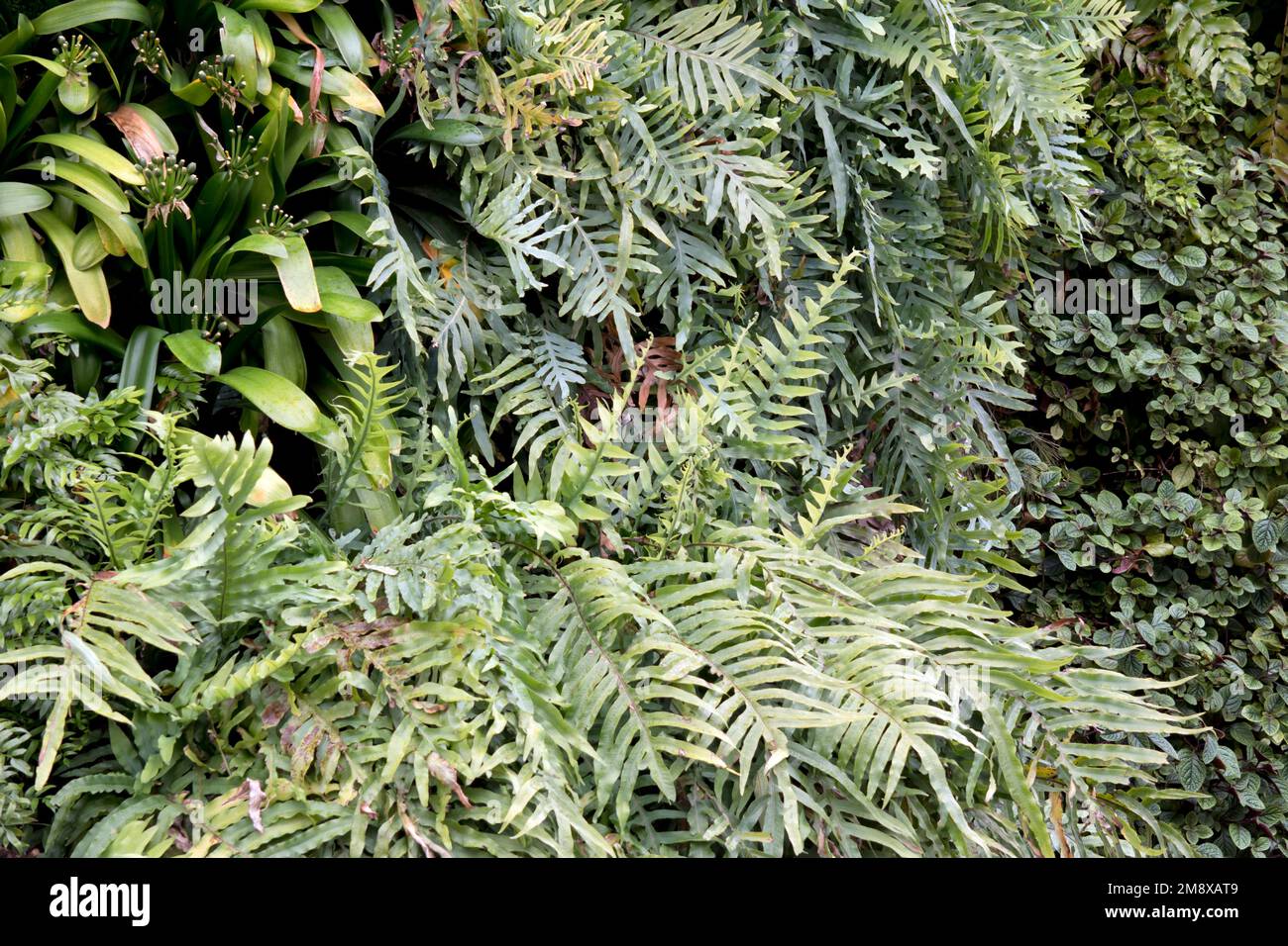 the leaves are growing out from the wall Stock Photo - Alamy
