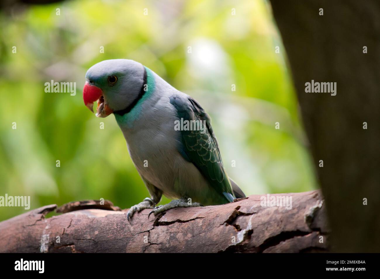 the malabar parakeet is perched on a tree branch Stock Photo - Alamy