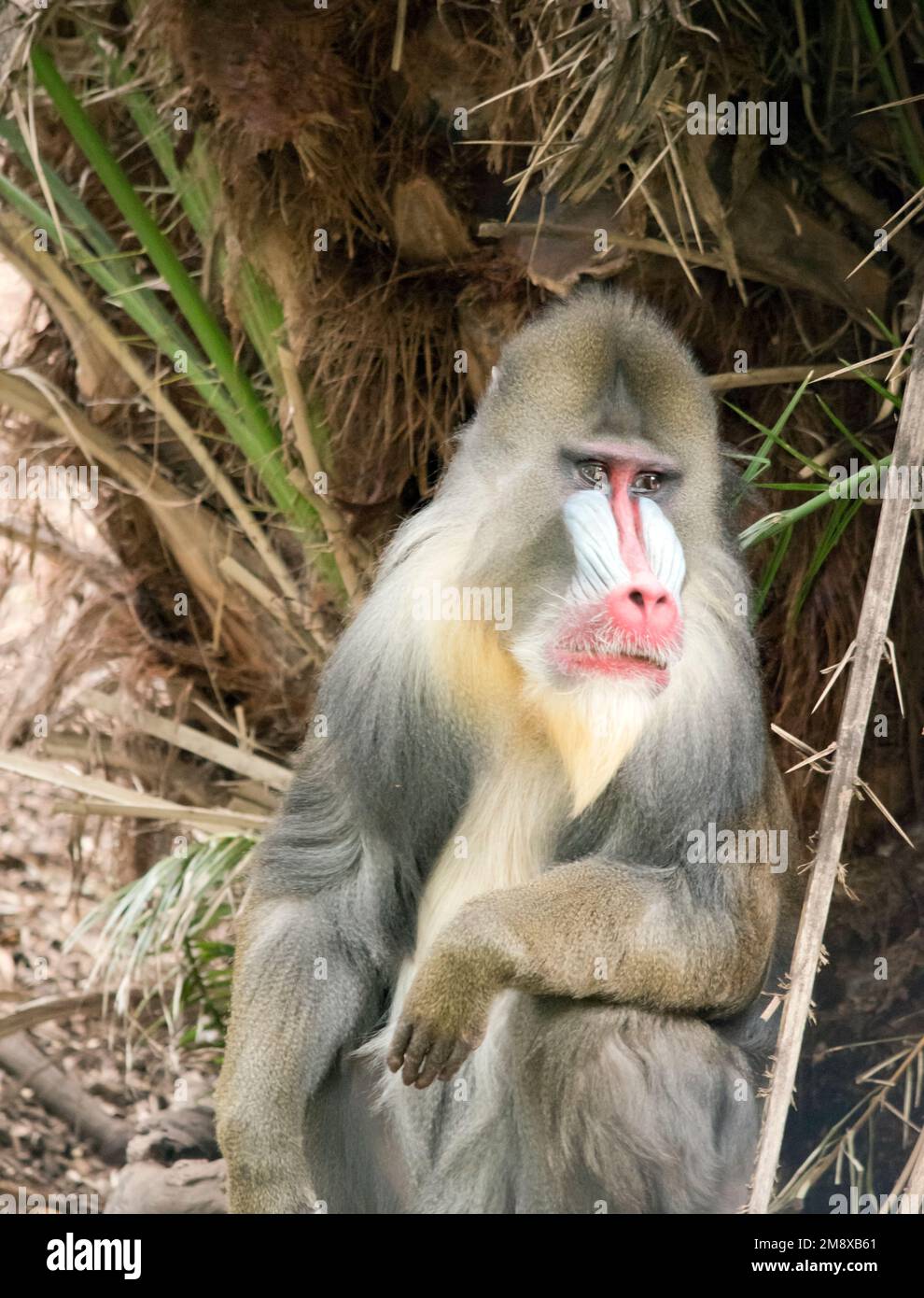 the male mandrill is sitting on the edge of a rock Stock Photo - Alamy