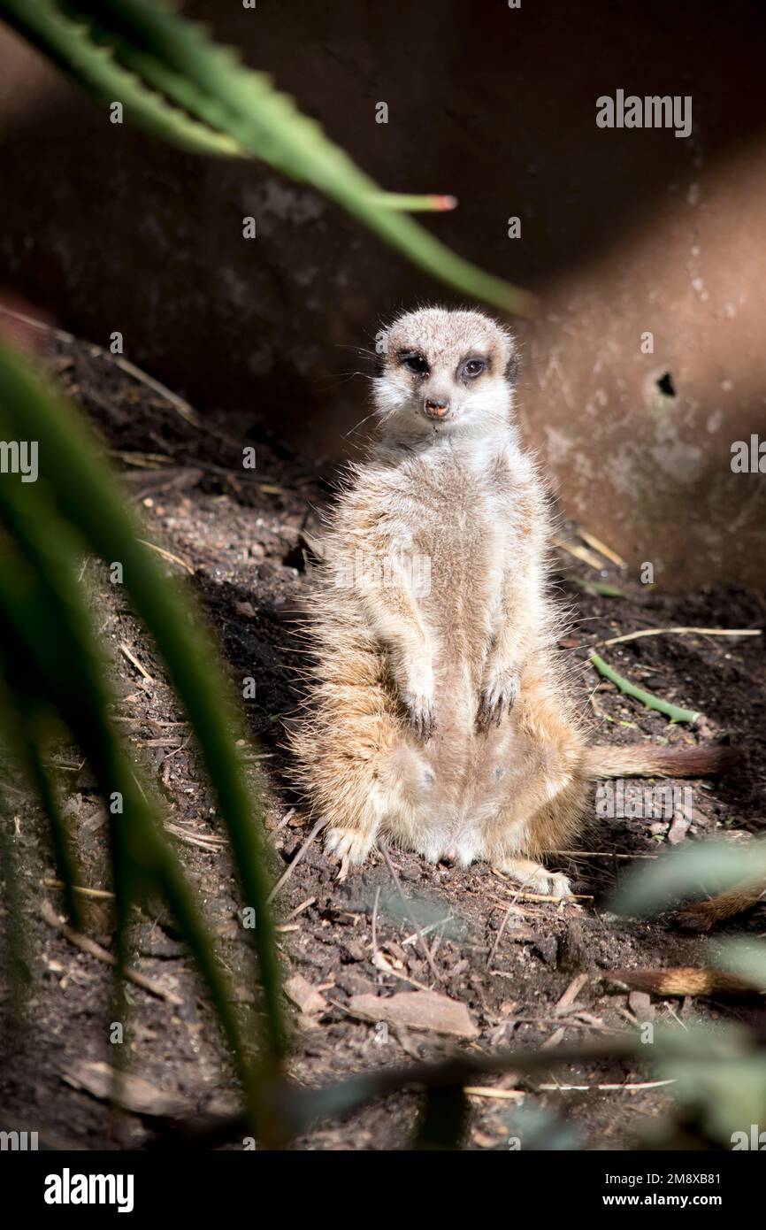 the meerkat is standing guard while its clan go about there activities ...