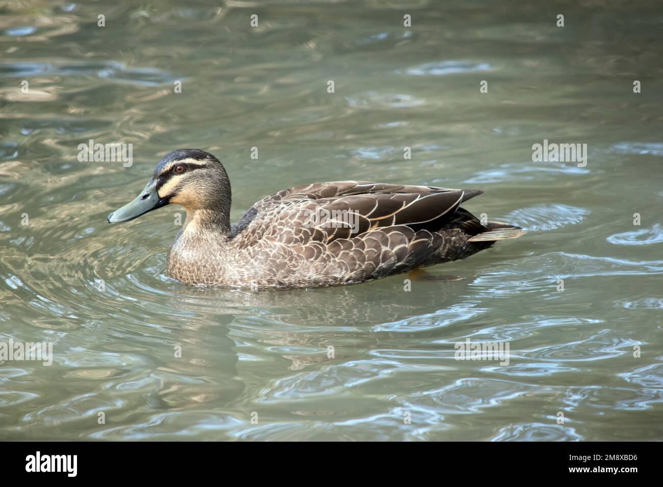 the pacific black duck has a brown and cream body with a yellow eye and ...
