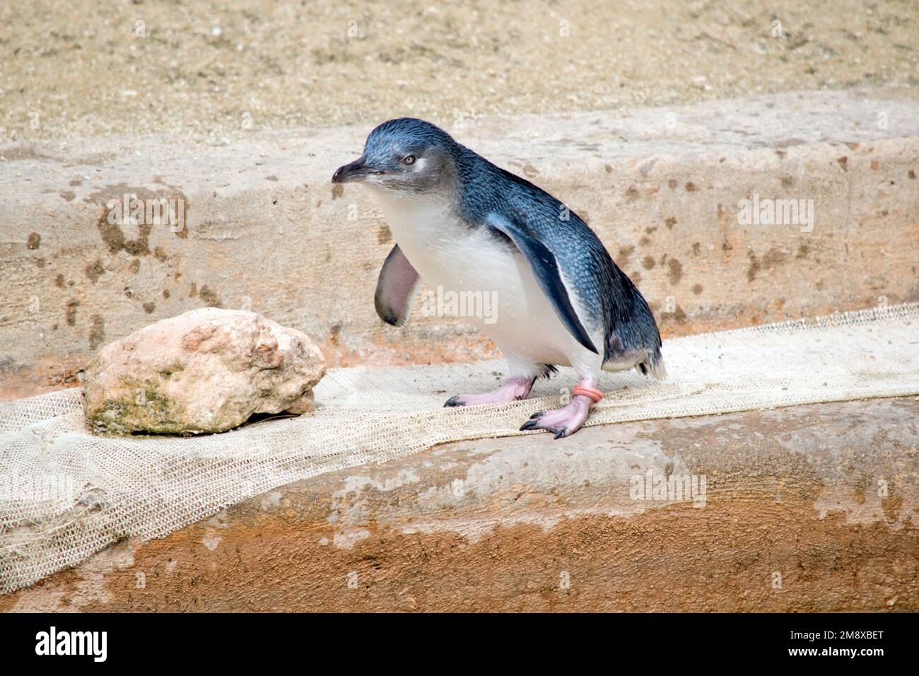 A fairy penguin hi-res stock photography and images - Alamy