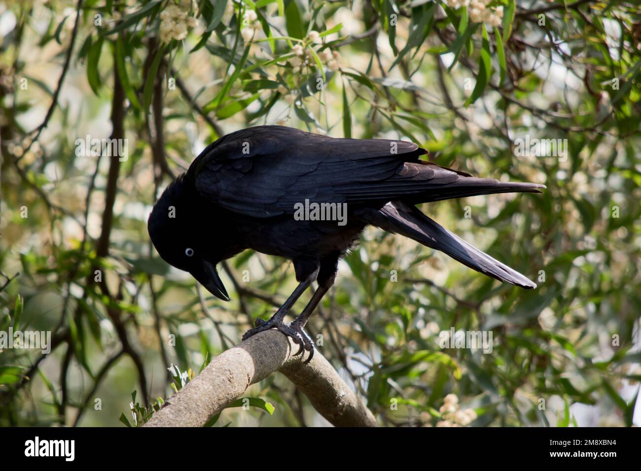 the Australian raven is all black with a white eye Stock Photo - Alamy