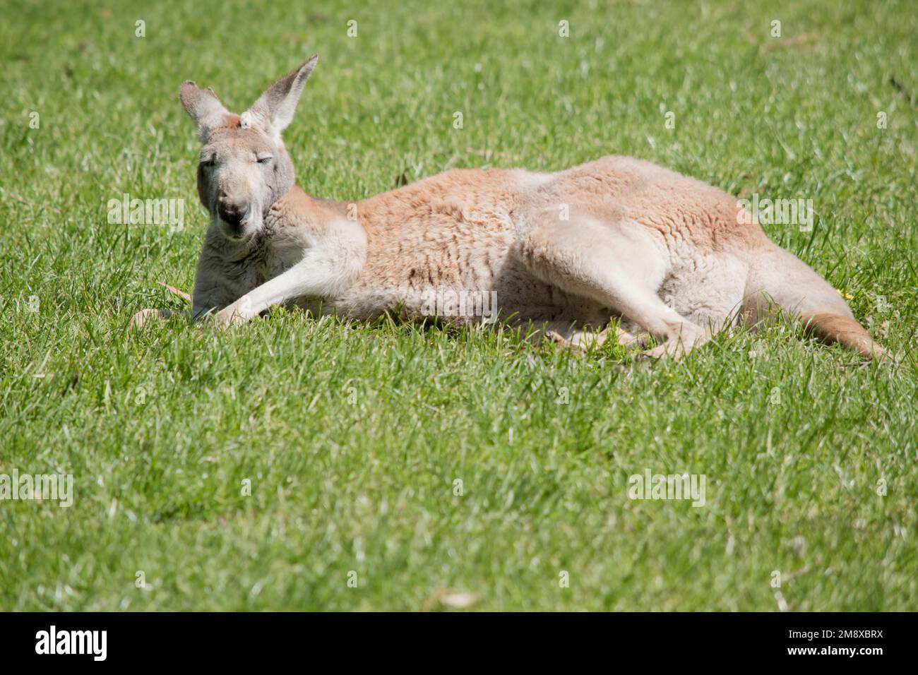 The Red Kangaroo is a large kangaroo with a body length of up to 1.4m ...