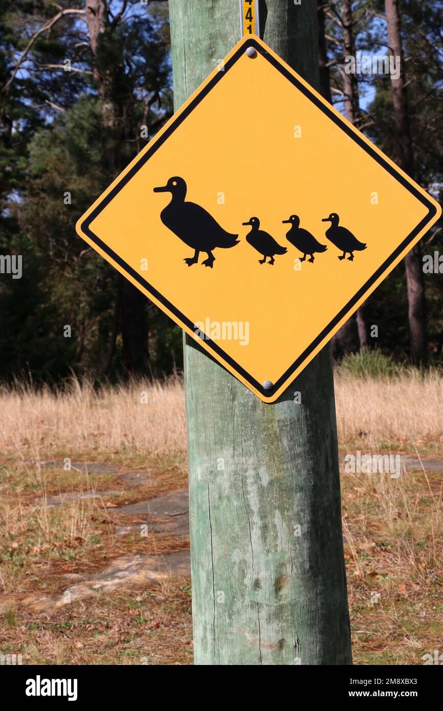 Imprinting duck hi-res stock photography and images - Alamy