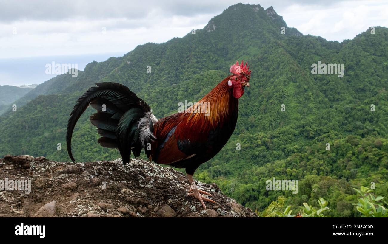 A shot of a rooster in the background of a mountain covered with ...