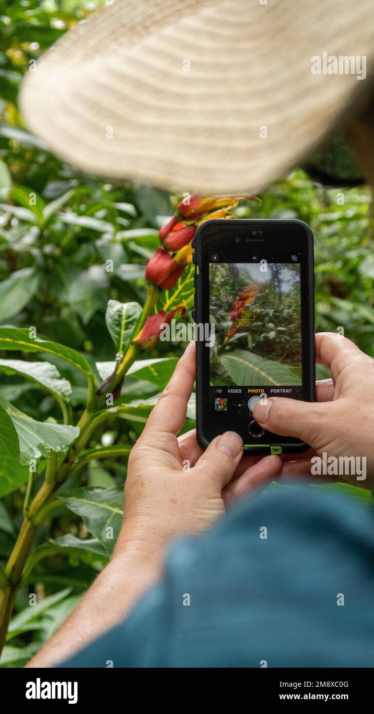 A vertical shot of a botanist taking a photograph of a tropical plant ...