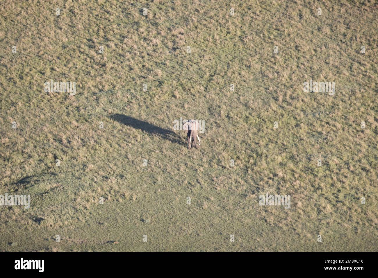 Elephant from above Stock Photo - Alamy
