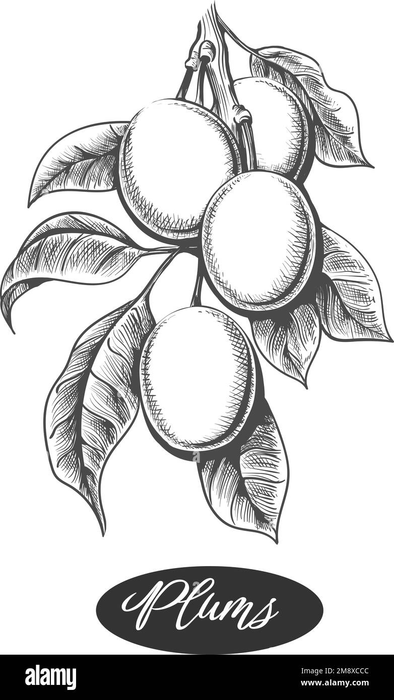 Branch apricot tree isolated Black and White Stock Photos & Images - Alamy