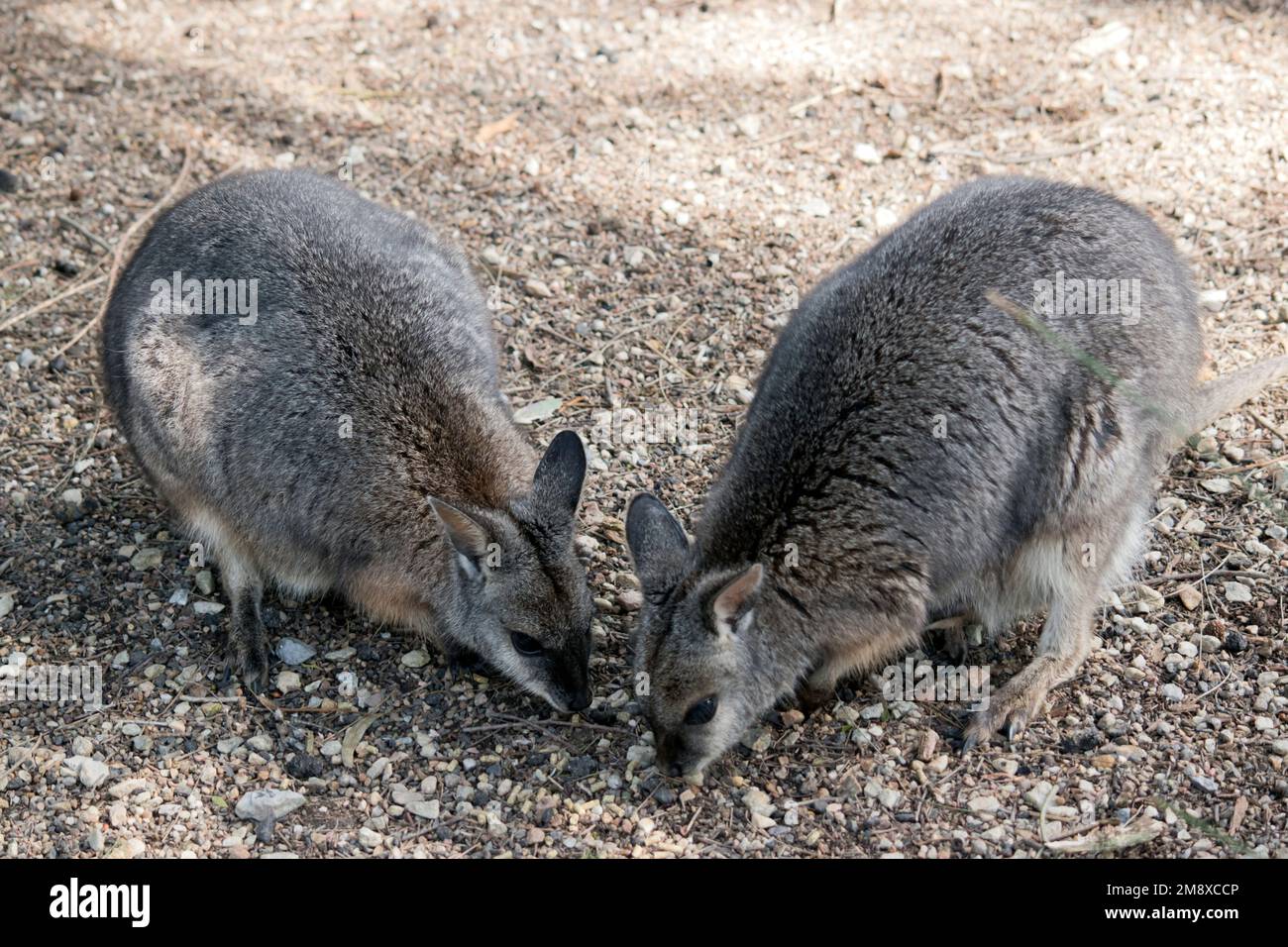 the two tammar wallabies are eating food left by tourists Stock Photo ...