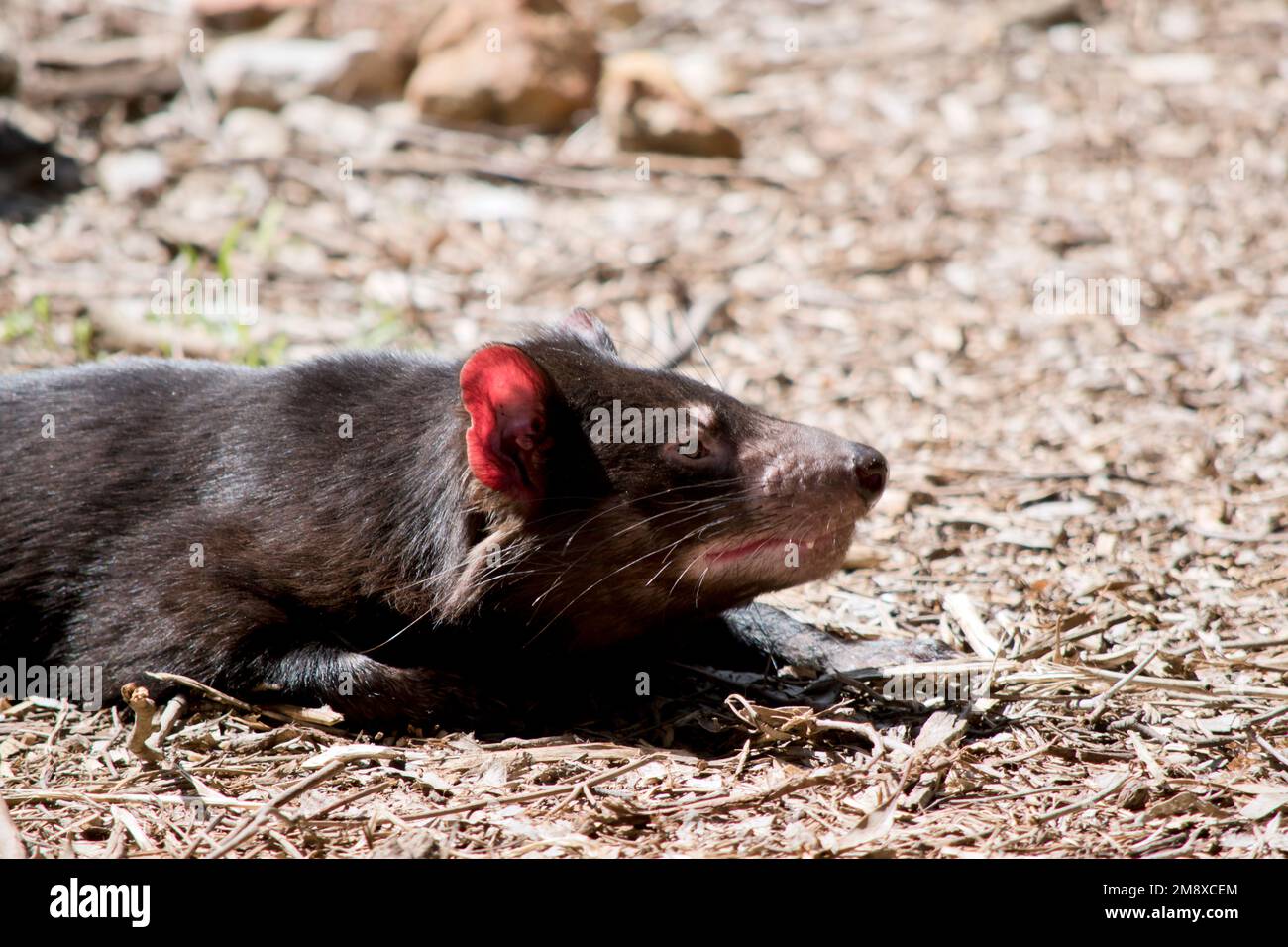 the tasmanian devil is a black marsupial Stock Photo - Alamy