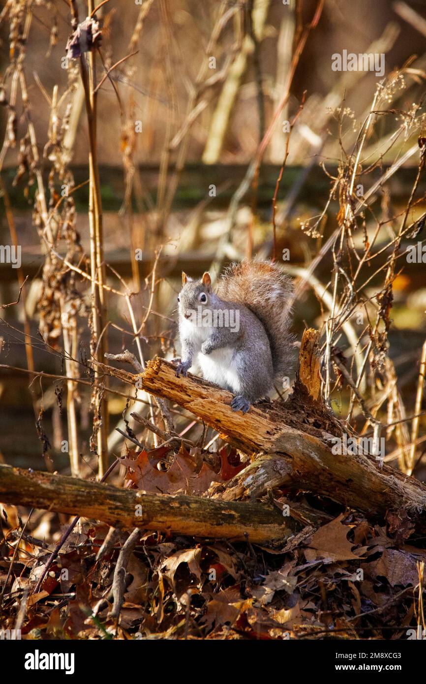 An Eastern Grey Squirrel pauses on a dead tree limb in golden early ...