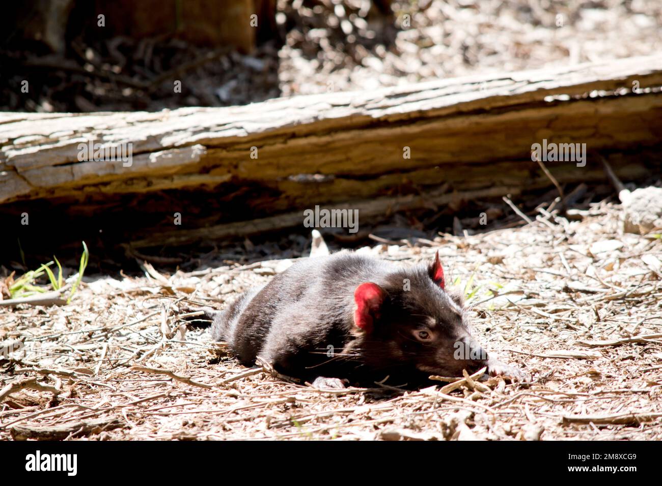 the tasmanian devil is a black marsupial Stock Photo - Alamy