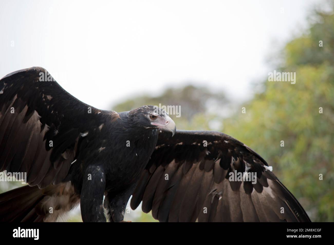 Eagle flapping wings hi-res stock photography and images - Alamy