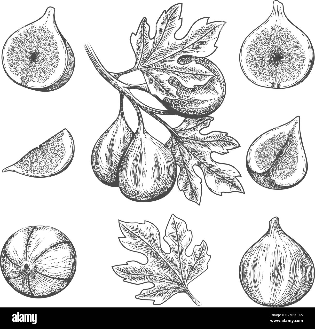 Vintage fig ink pen sketch Stock Vector Image & Art - Alamy