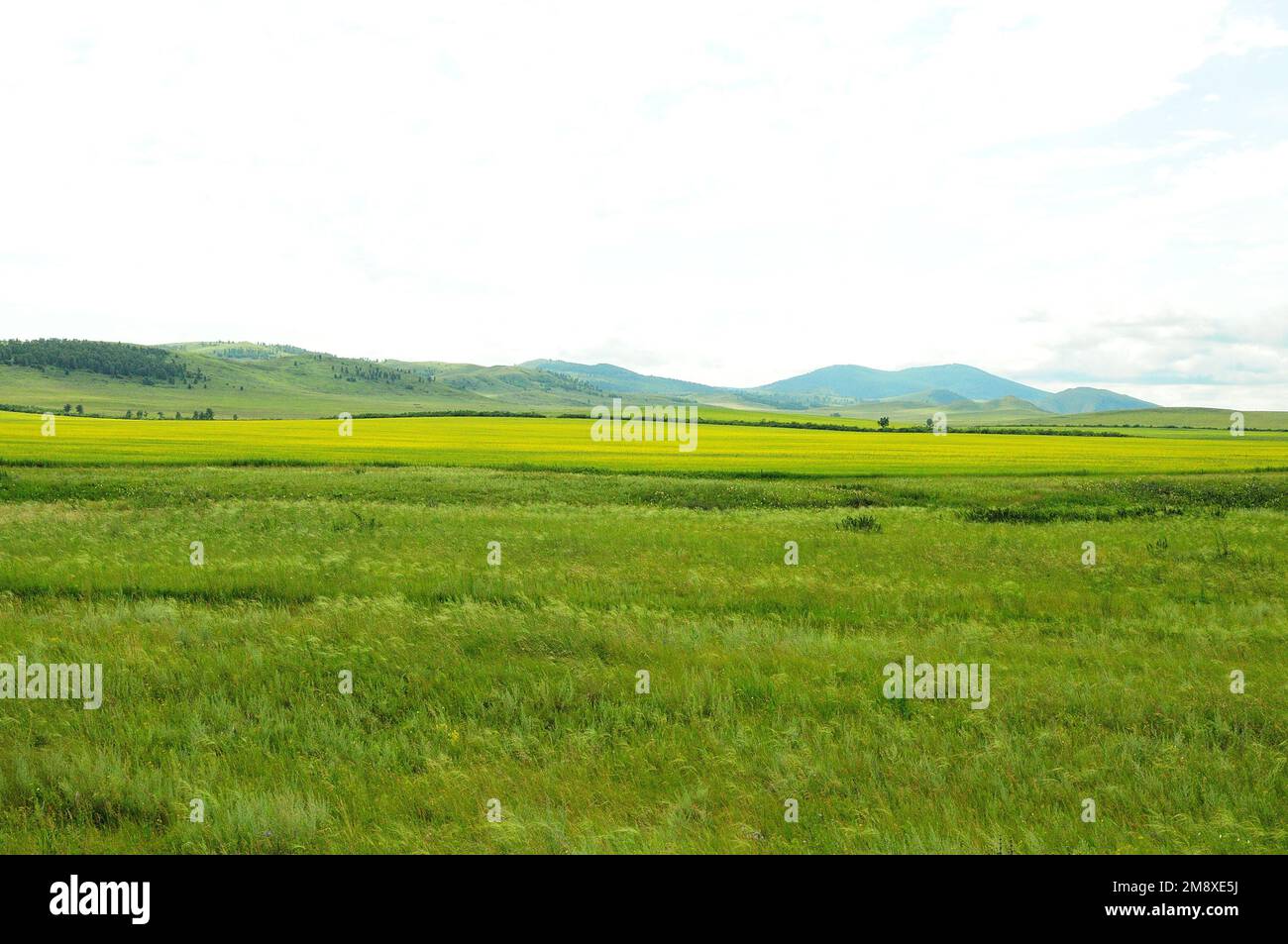 Endless flat steppe with green grass at the foot of high hills under a summer cloudy sky ...