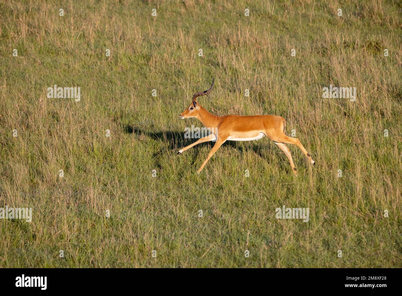 Impala running in African plains Stock Photo - Alamy