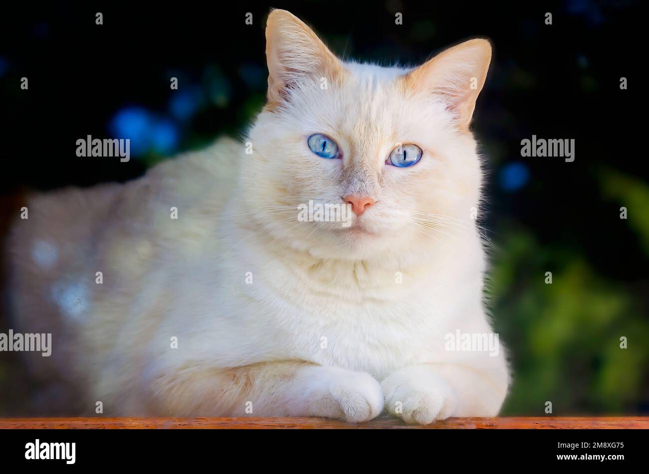 Blue, a flame-point Siamese cat, looks out a window, Jan. 15, 2023, in ...