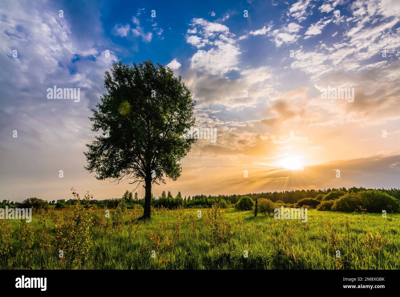 morning summer landscape with a single tree in a field with green grass ...
