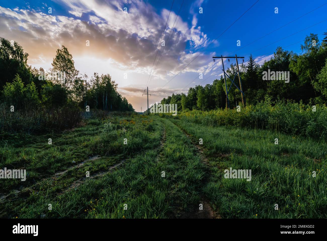 high voltage power transmission line in forest on summer day Stock ...