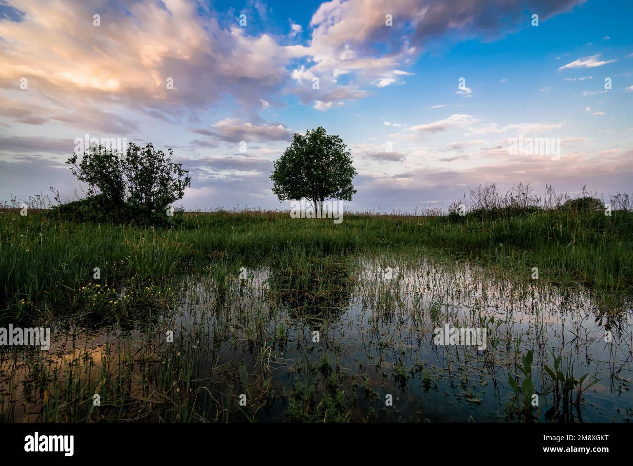summer morning landscape with a lonely tree in a field with green grass ...