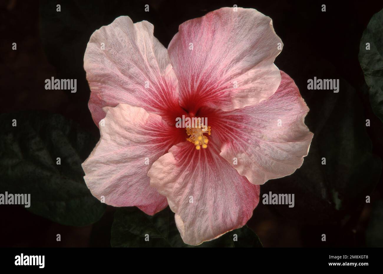 Roxane hi-res stock photography and images - Alamy