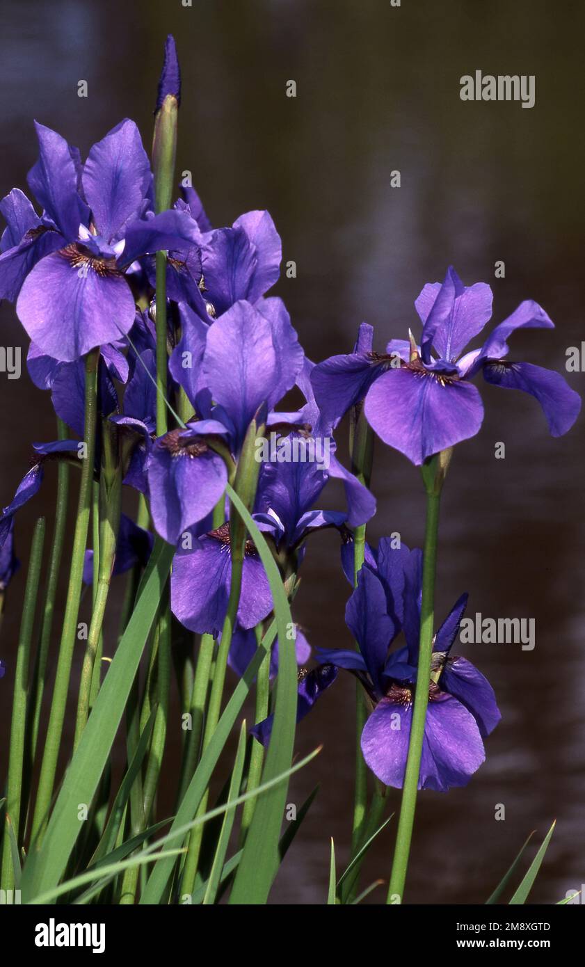 BEARDED IRISES (IRIDACEAE) GROWING NEAR GARDEN POND Stock Photo - Alamy