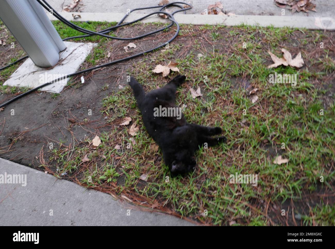 Los Angeles, California, USA 11th January 2023 A dead black cat on side of road on January 11 ...